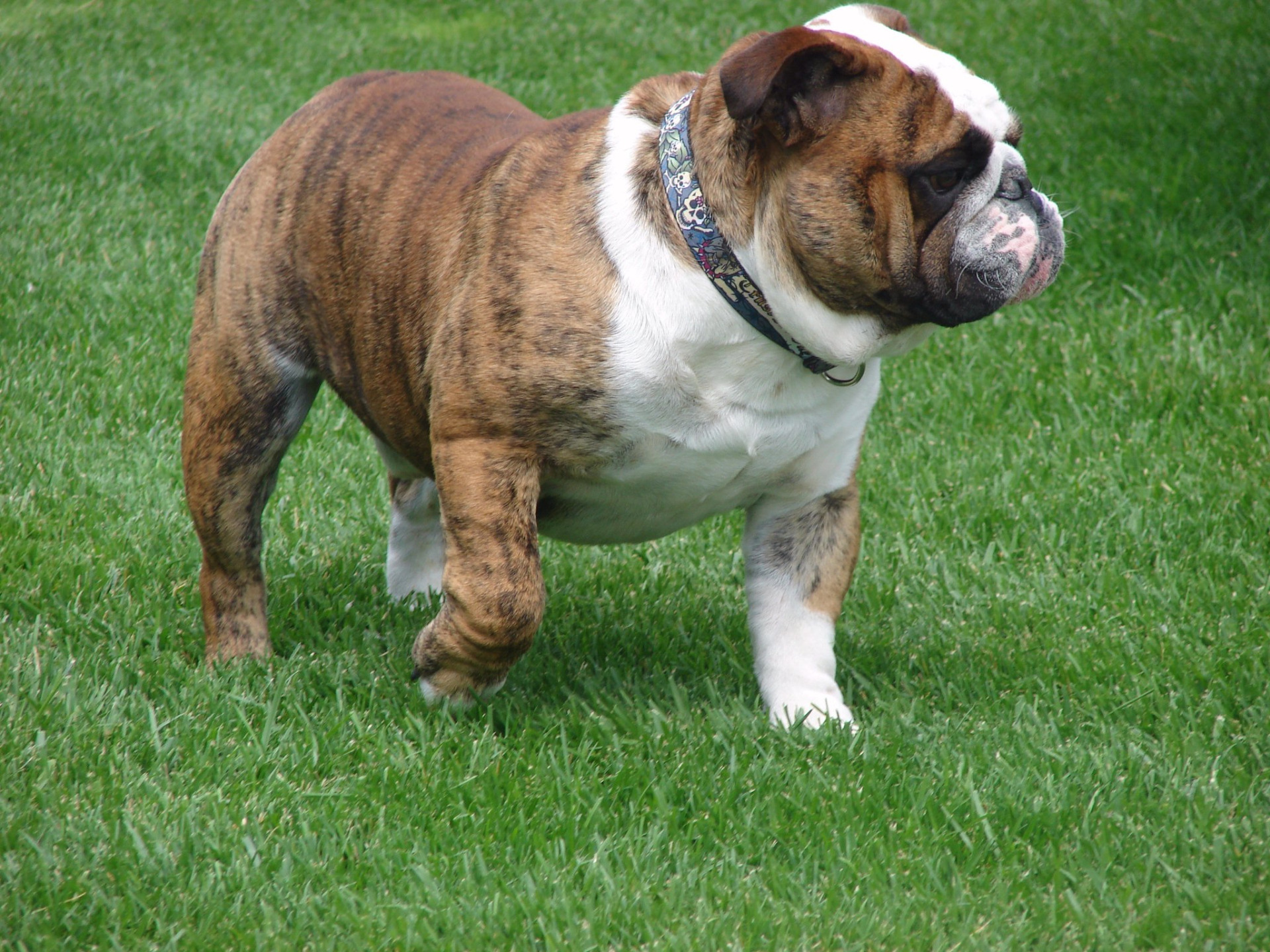 Anglický buldok :: Chování psů